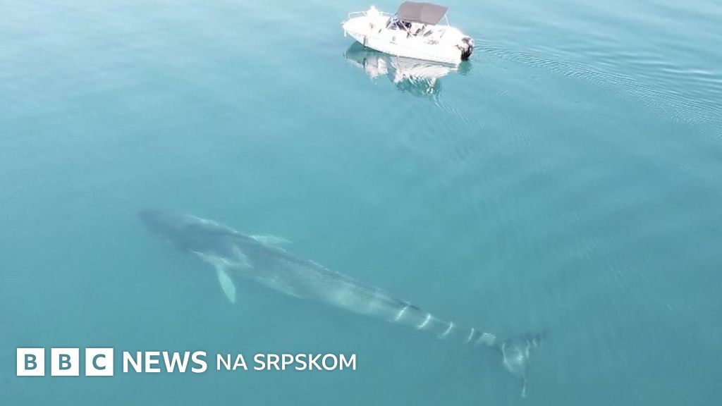 Hrvatska: Susret sa bezazlenim divom, velikim kitom - BBC News na srpskom