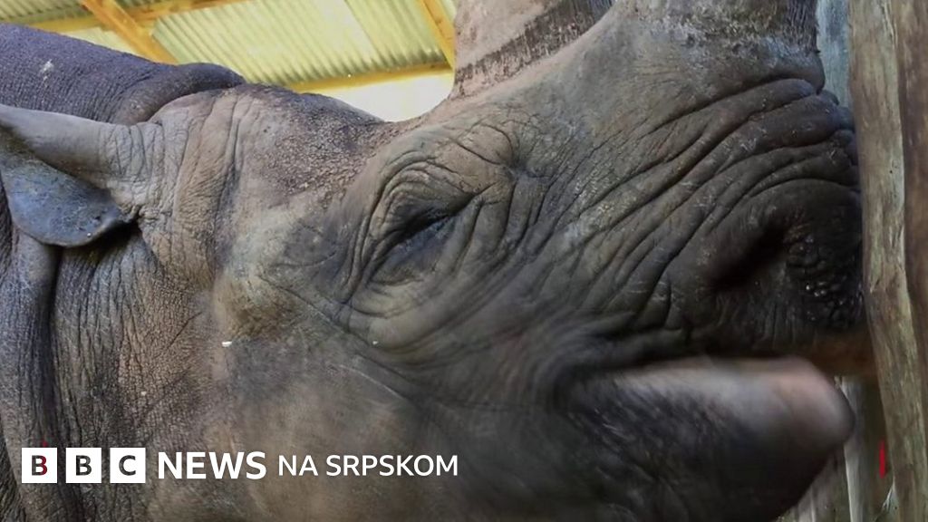 Crni nosorog: Najstarija ženka nosoroga na svetu umrla u 57. godini u ...
