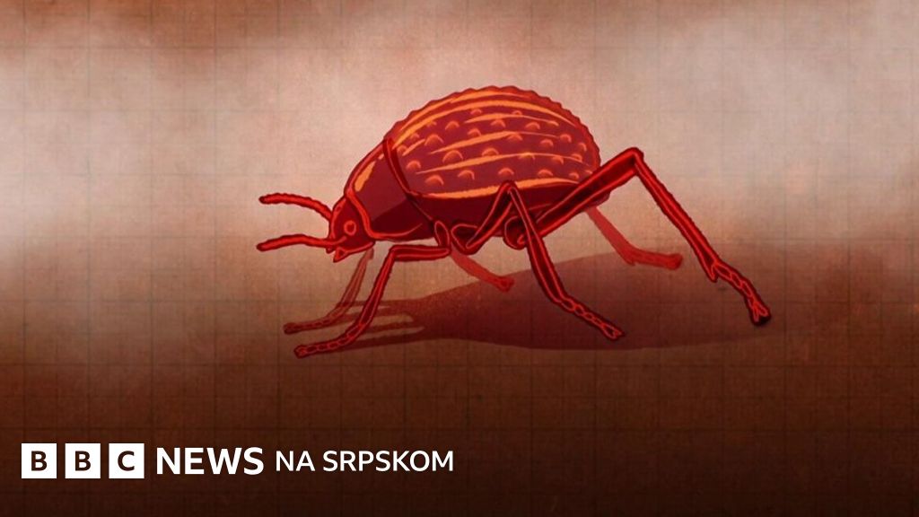 Ove bube „znaju“ rešenje za nestašicu vode - BBC News na srpskom