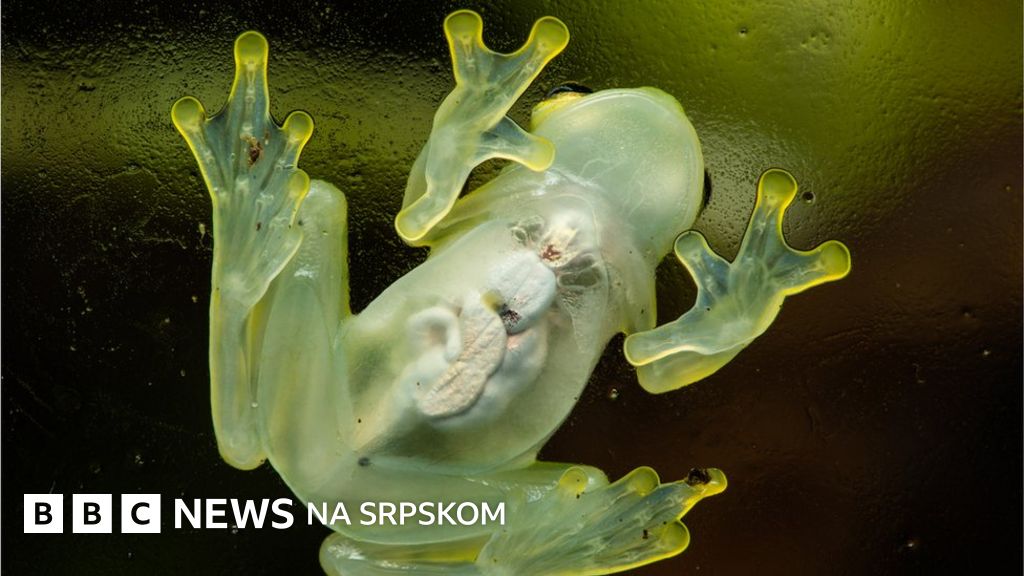 Životinje i nauka: Naučnici otkrili kako staklene žabe postaju providne ...