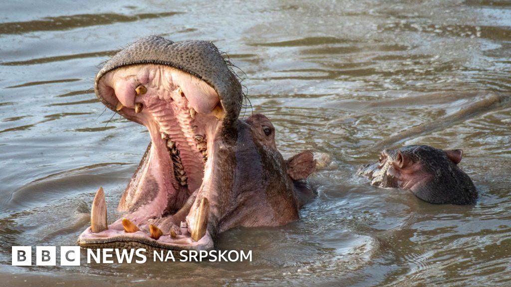 Životinje i trgovina: Zubi nilskog konja zamenjuju slonovaču, tvrde ...