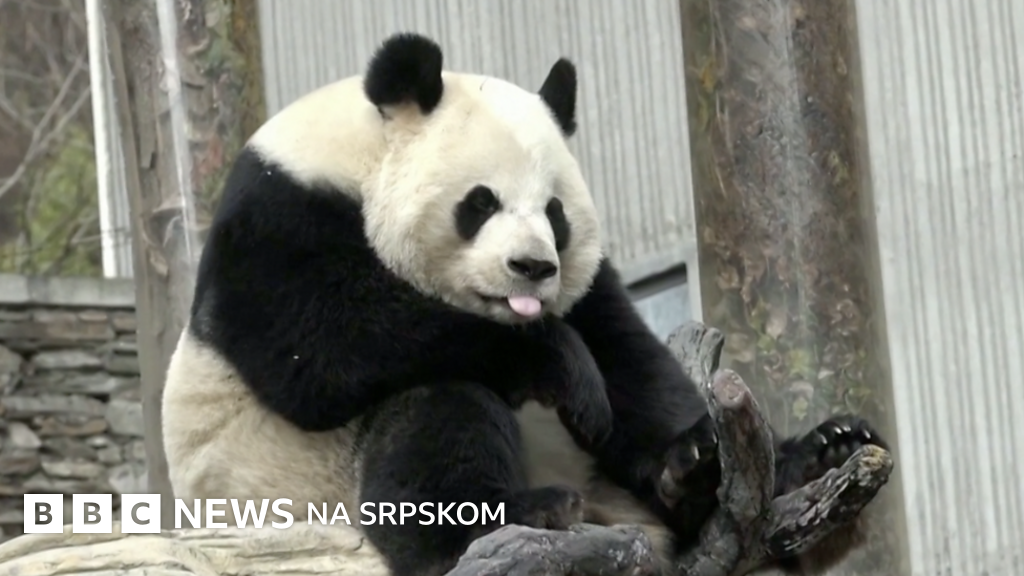 Kina i životinje: Snimljena panda kako štuca - BBC News na srpskom
