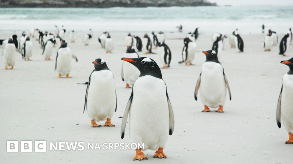 Pebl i pingvini: Na prodaju ostrvo na Foklandima - BBC News na srpskom