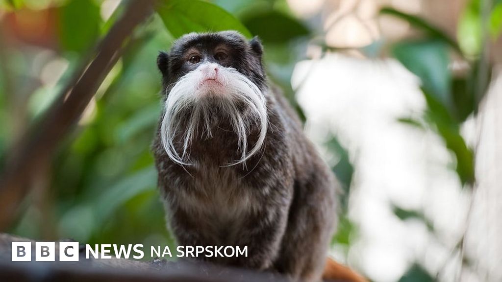 Životinje: Kako je osumnjičeni odveo majmune iz zoo vrta u Dalasu - BBC ...