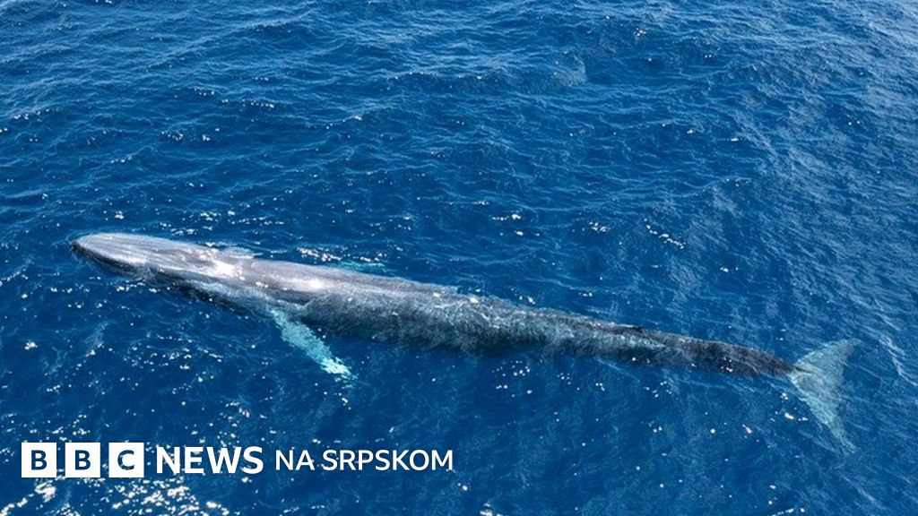 Plavi kitovi: Giganti iz okeana se polako vraćaju u bezbedni tropski ...