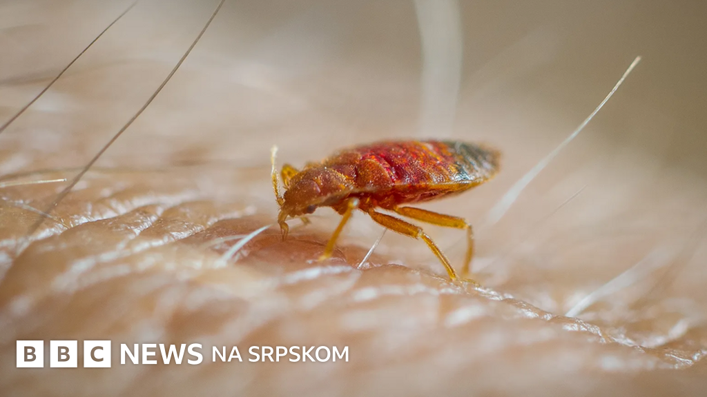 Zaštita od insekata: Zašto je toliko teško izaći na kraj sa stenicama ...
