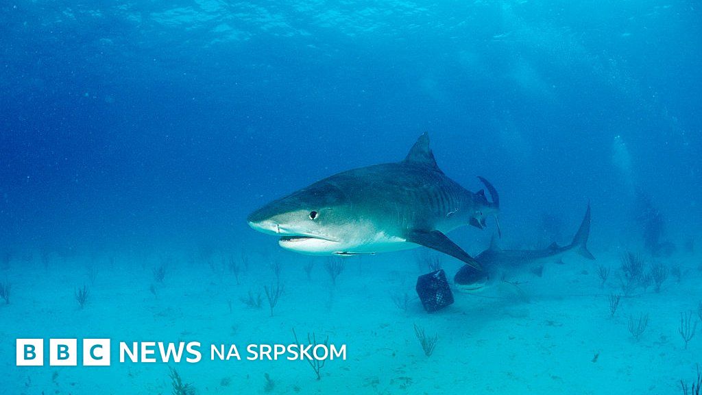 Životinje: Ajkula ubila Amerikanku na Bahamima - BBC News na srpskom