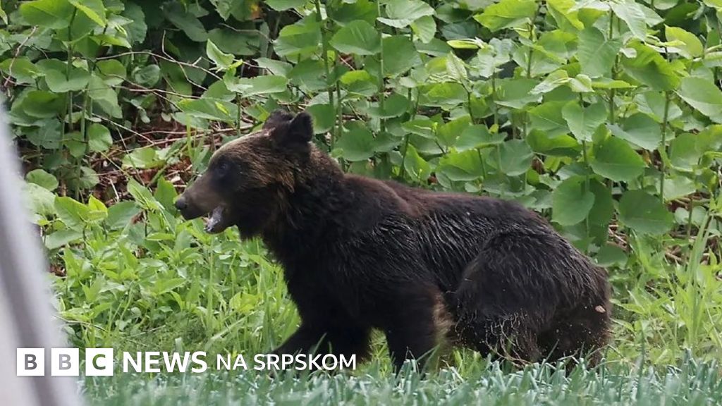 Zbog čestih napada, Japan olakšava ubijanje medveda - BBC News na srpskom