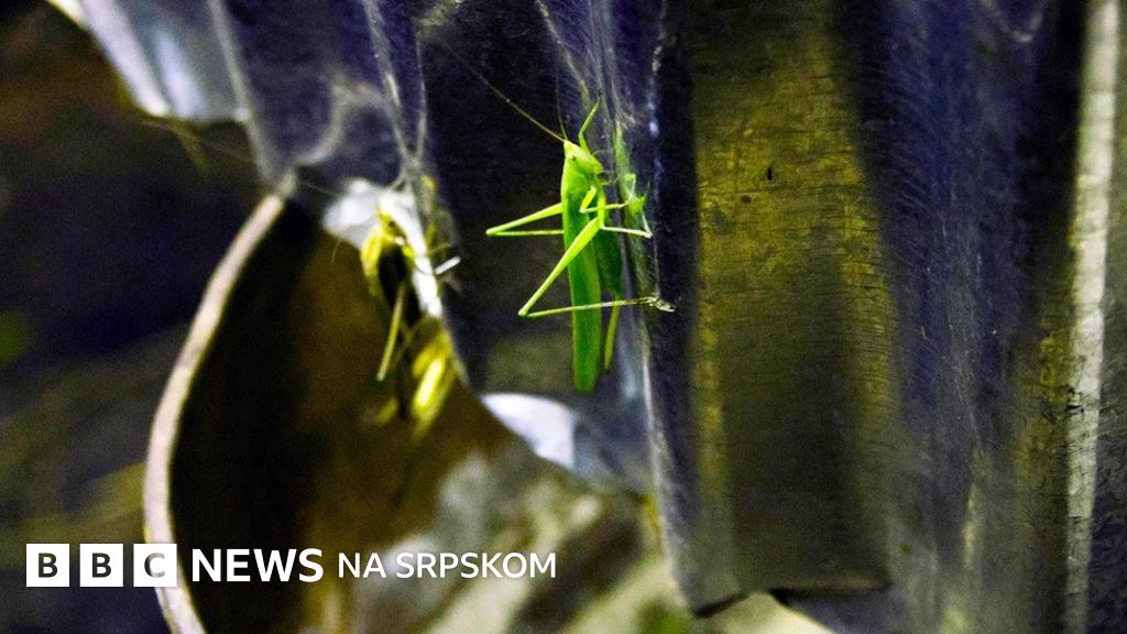 Hrana i insekti: Da li skakavci mogu da zamene govedinu - BBC News na ...