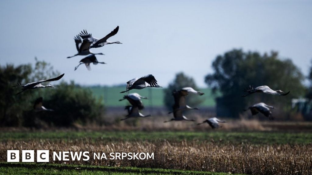 Ptičiji grip stigao na Balkan, šta treba da znate - BBC News na srpskom