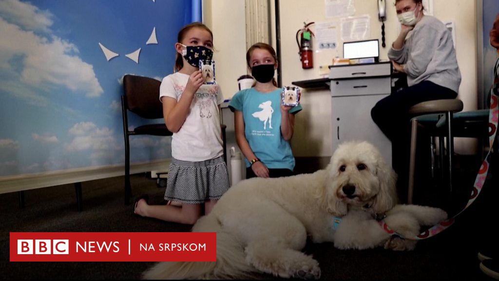 Korona virus, Amerika i vakcinacija: Pas Oli pomaže deci da prime ... Korona virus, Amerika i vakcinacija: Pas Oli pomaže deci da prime ...