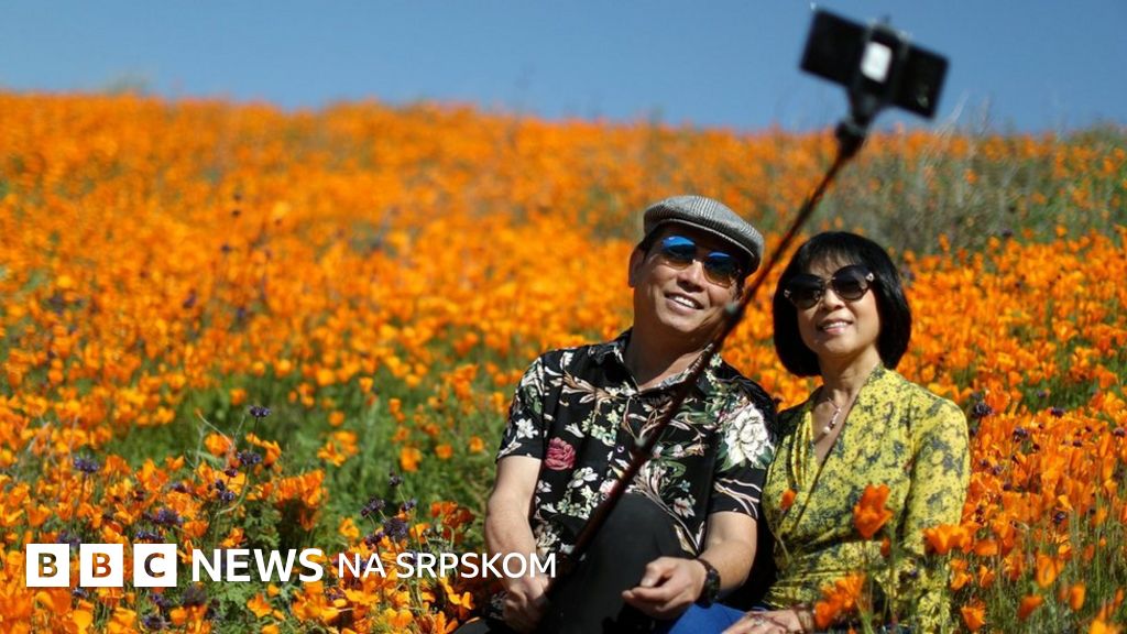 U fotografijama: Supercvetanje divljeg maka u Kaliforniji - BBC News na ...