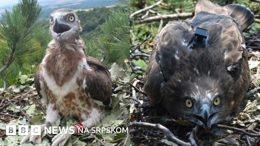 Životinje u Srbiji: Kako su orlovi Vid i Ognjenka leteli od Srbije do ...