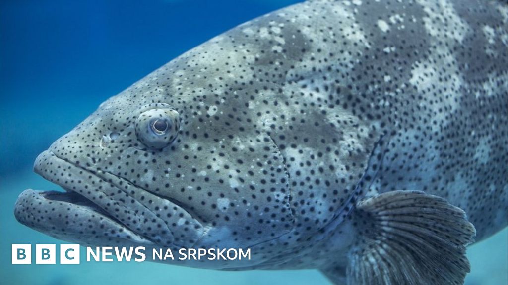 Opaka riba, sumnjivi škampi i ajkula koja prisluškuje - BBC News na srpskom