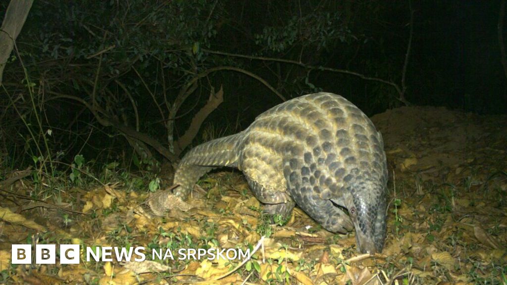 Pangolini: Životinje kojima preti istrebljenje - BBC News na srpskom