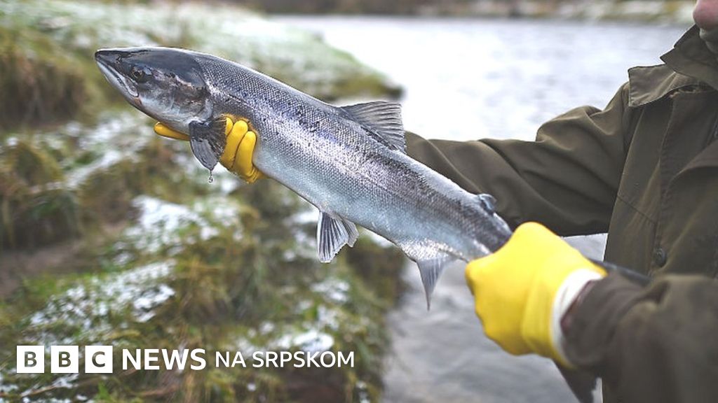 Životinje i životna sredina: Broj slatkovodnih riba u „katastrofalnom ...