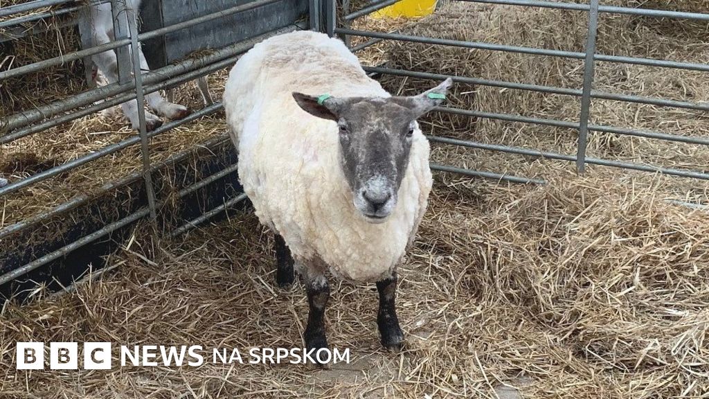 Velika Britanija i životinje: Najusamljenija ovca pronašla novi dom ...