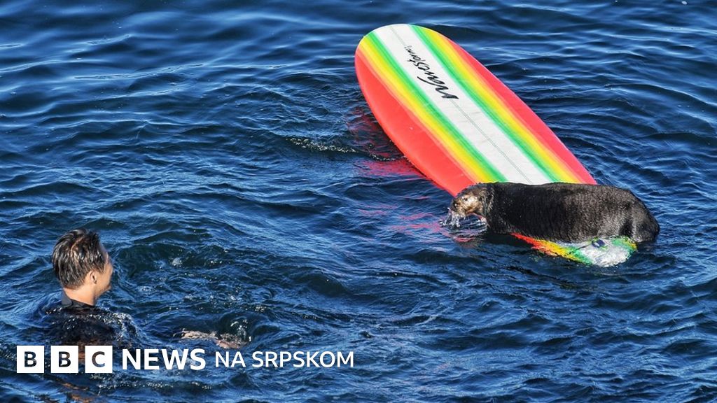 Životinje: Vidra kradljivica ponovo otela dasku surferu i dala se u ...