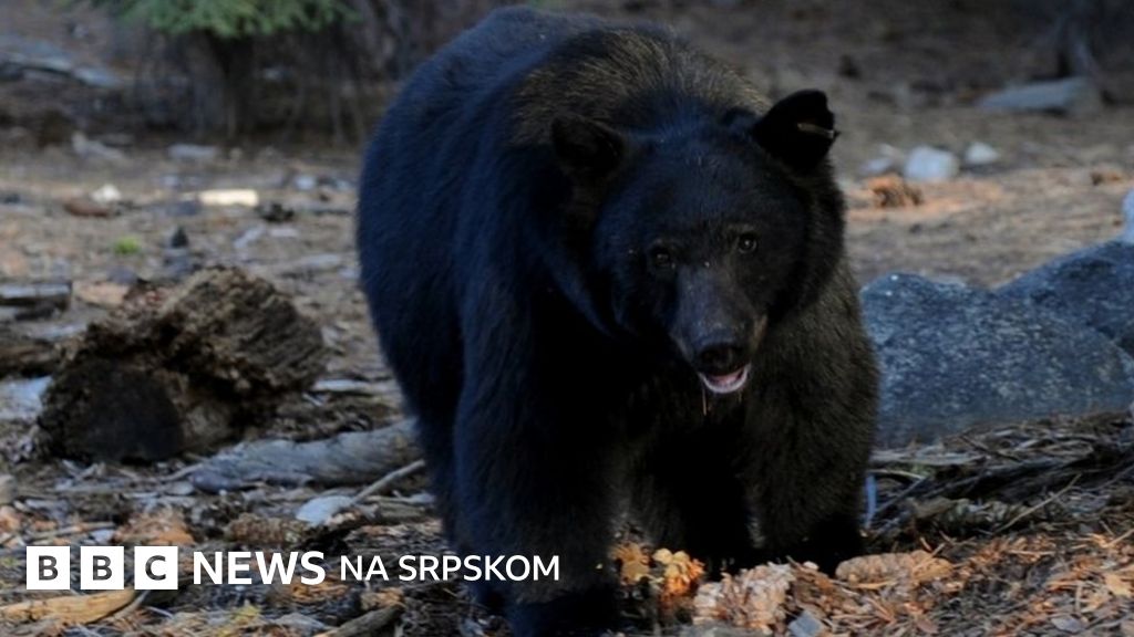 Medved provalio u kuću, potom razbio zid da bi izašao - BBC News na srpskom