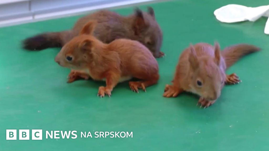 Siročići veverice našle novi dom - BBC News na srpskom