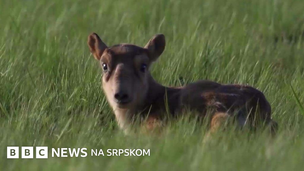 Spašavanje preživelih antilopa iz Ledenog doba - BBC News na srpskom