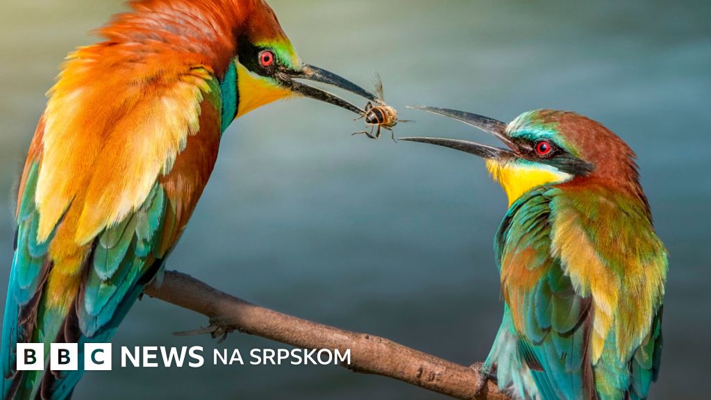 I životinje daruju poklone, mada su neki mužjaci škrtice - BBC News na ...