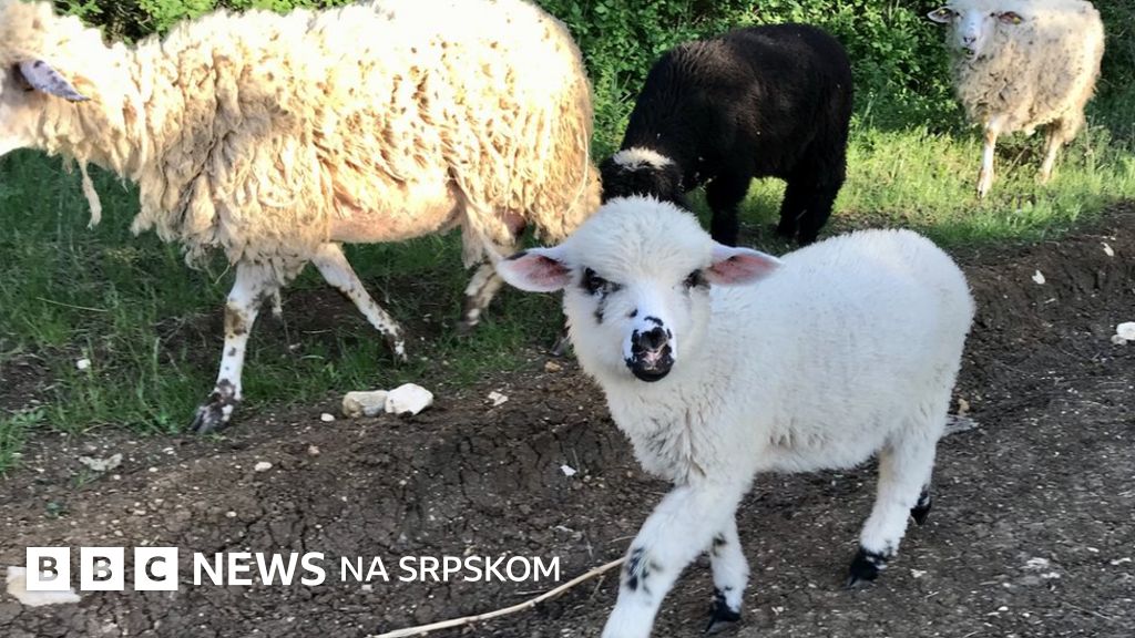 Srbija, selo i ovčarstvo: „Nekada je moglo da se živi od 50 grla, a ...