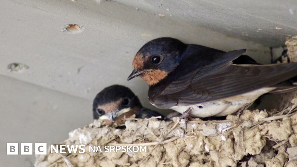 Svetski dan lasta: „Jedva čekam da čujem njihov cvrkut" - BBC News na ...