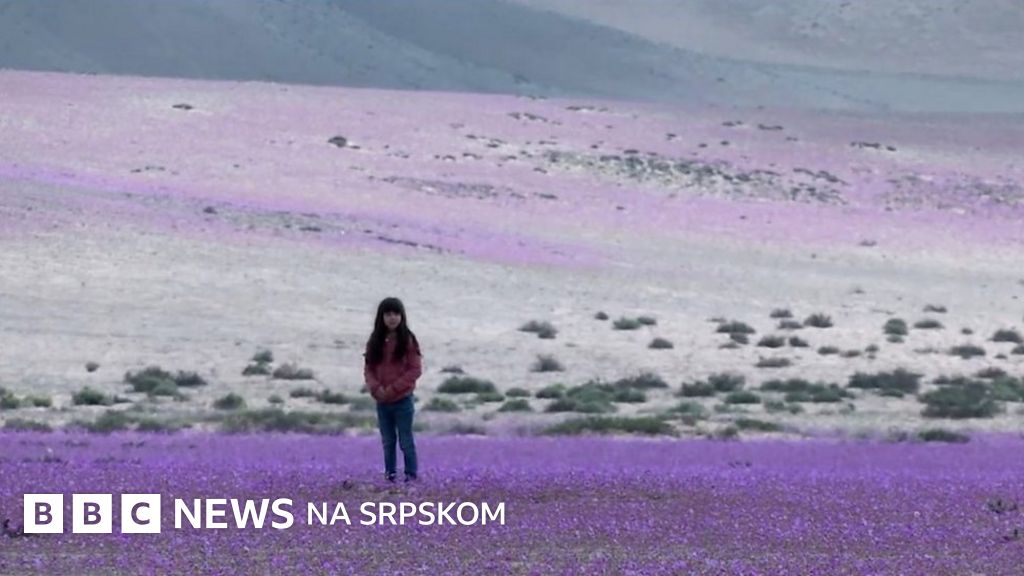 Pustinja Atakama u Čileu: Najsuvlje mesto na svetu prekriveno cvećem ...