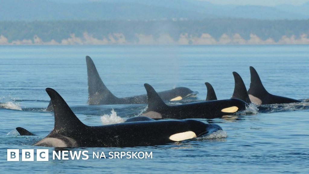 Životinje: Majke kitova ubica čuvaju sinove od pet tona da ne upadnu u ...