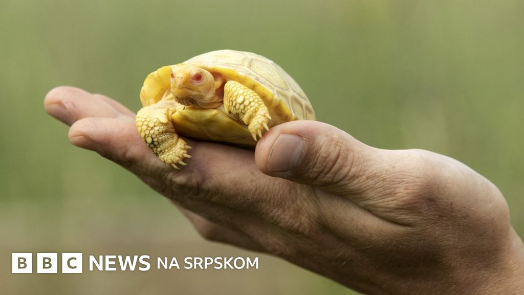 Životinje: Beba džinovske kornjače sa Galapagosa prva albino svoje ...