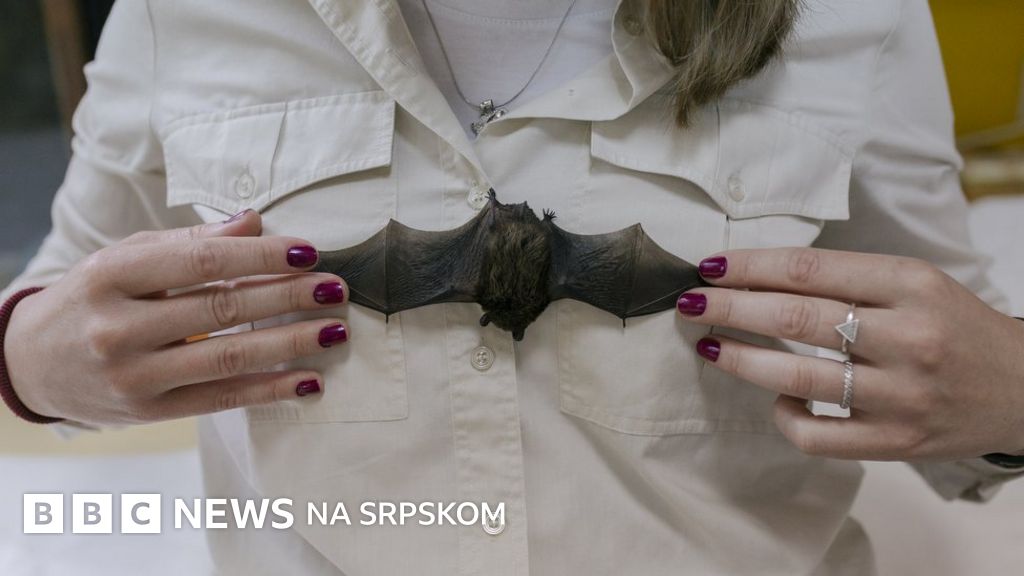 Slepi miševi u Srbiji: Istine i zablude o najomraženijim životinjama ...