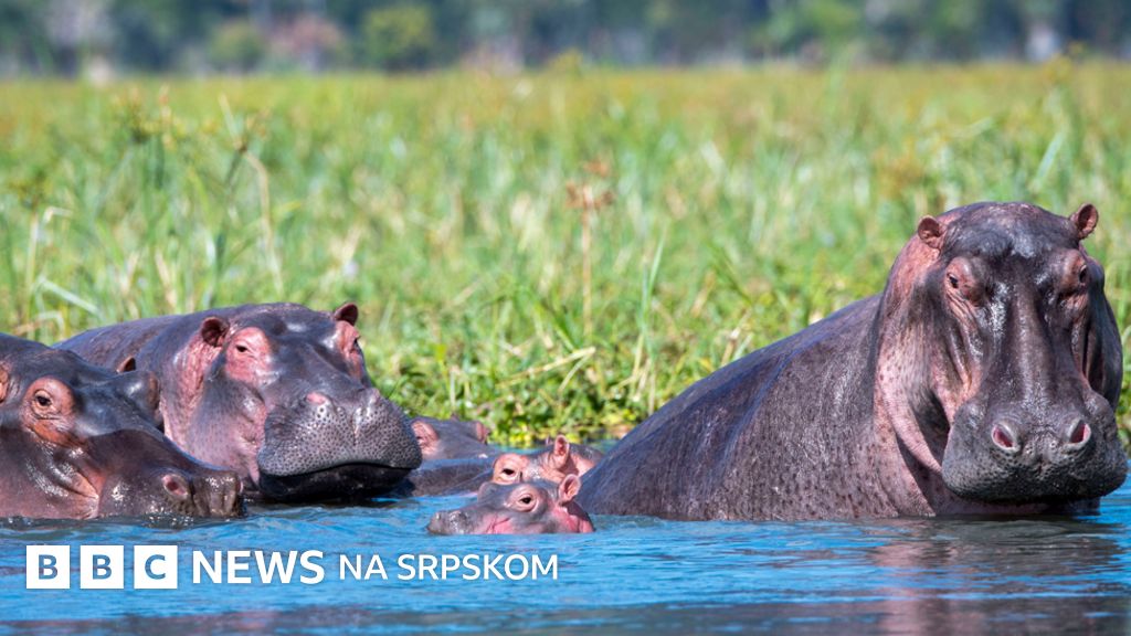 Afrika i životinje: U napadu nilskog konja na prepun rečni brod ima ...