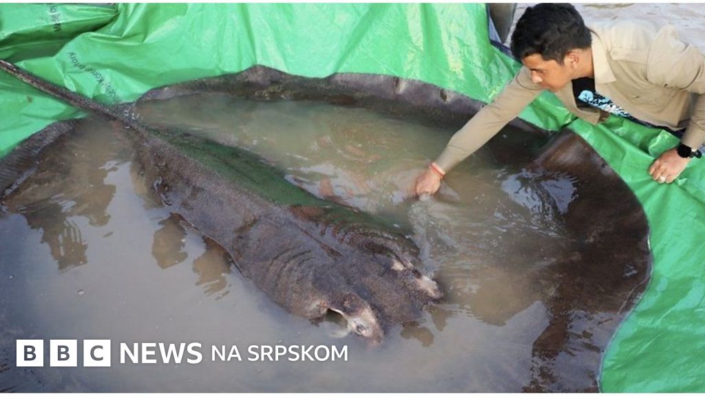 Životinje i priroda: Ulov koji je obradovao naučnike - raža iz Mekonga ...