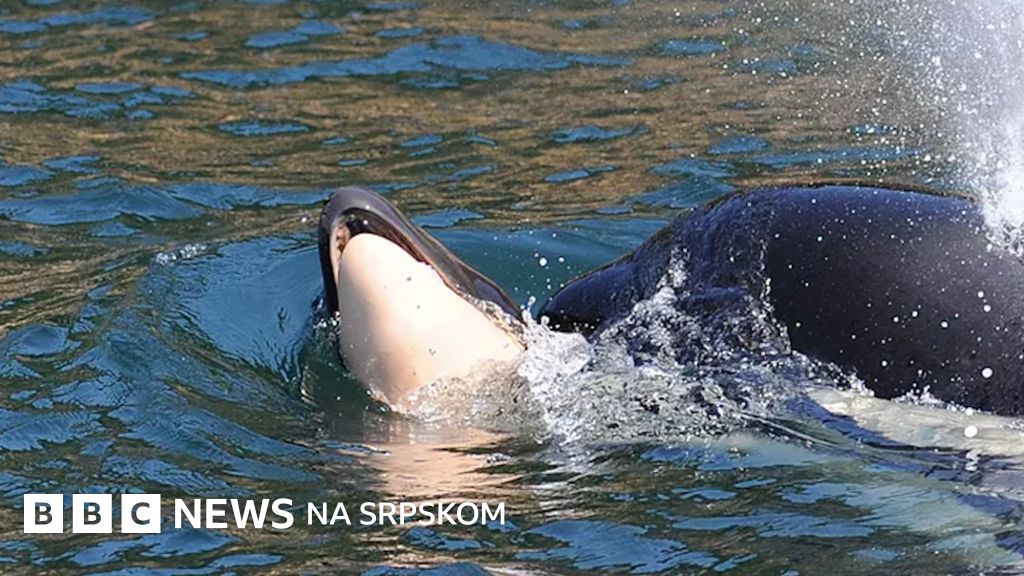 Kit orka dva dana održavala njeno mrtvo mladunče - BBC News na srpskom