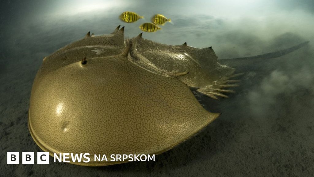 Kraba ili mitsko biće: Najbolje fotografije životinja - BBC News na srpskom