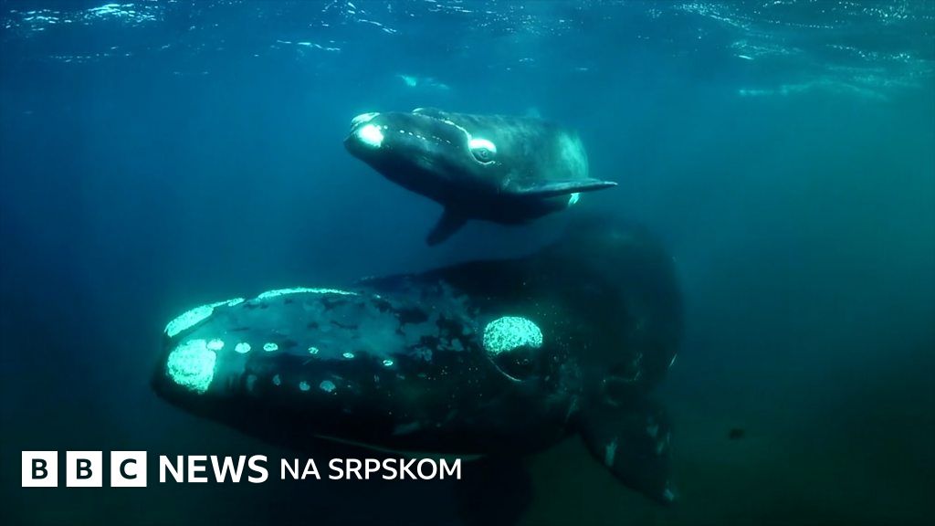 Novi Zeland i životinje: Neočekivane migracije kitova iznenadile ...