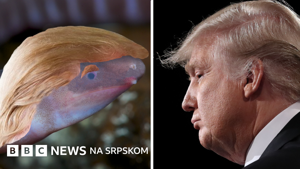 Vodozemac koja zakopava glavu u pesak nazvana po Donaldu Trampu - BBC News na srpskom