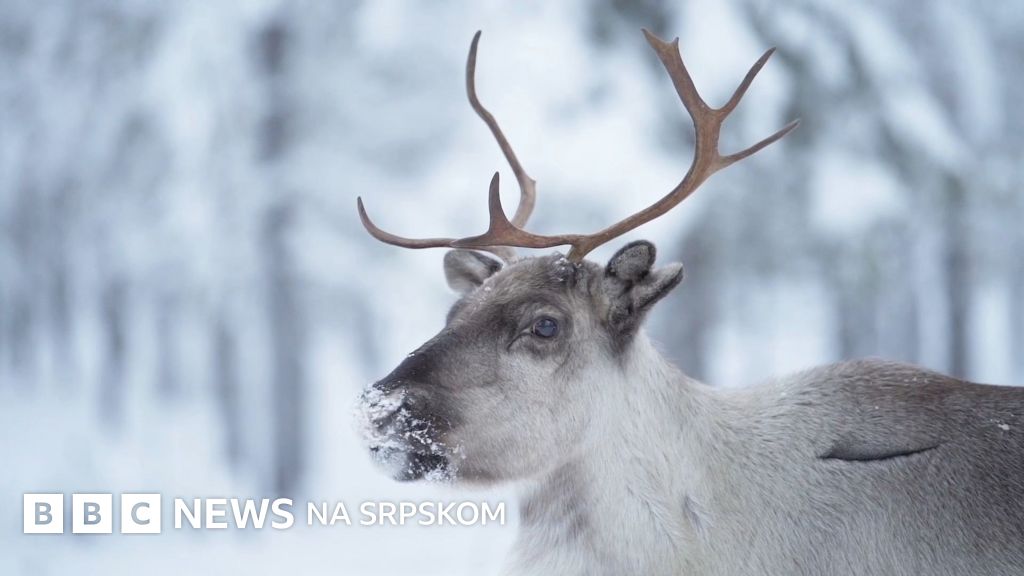 Da li su irvasi Deda Mraza mužjaci ili ženke - BBC News na srpskom