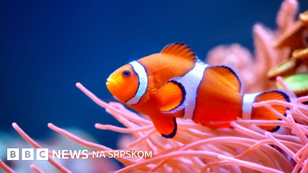 Životinje: 'Nemo' se smanjuje usled zagrevanja okeana - BBC News na srpskom