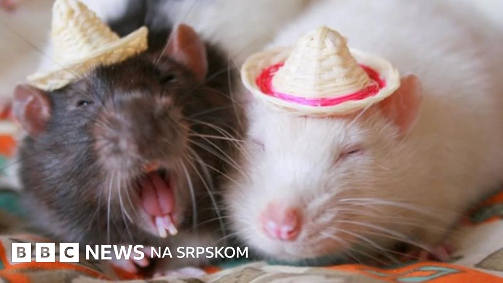 Zašto volimo da gledamo slatke stvari na internetu - BBC News na srpskom