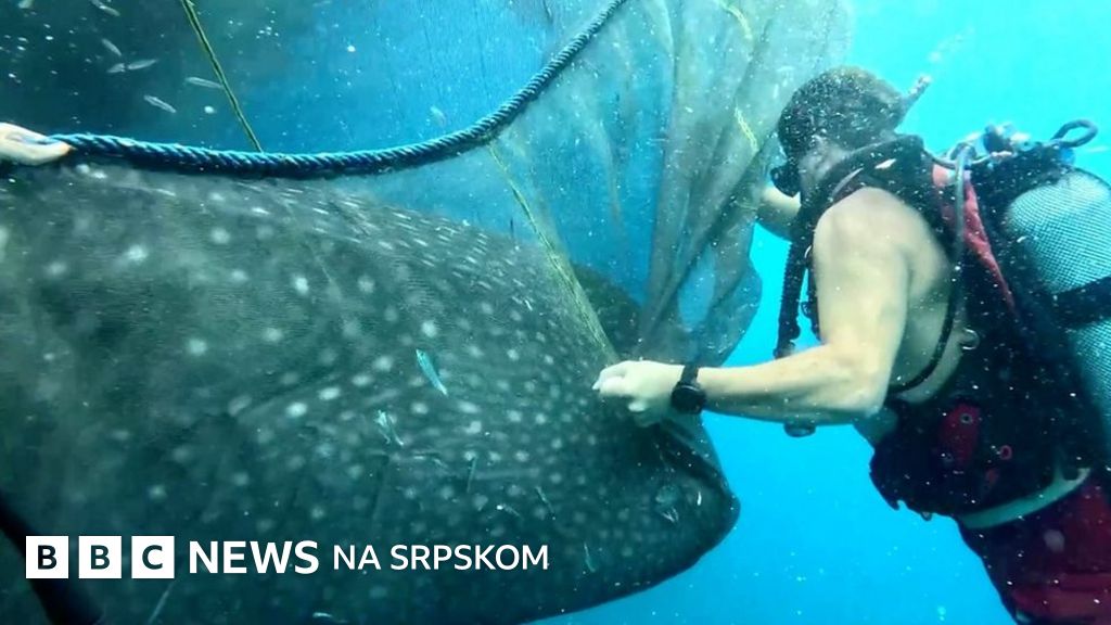 Životinje i Indonezija: Oslobađanje ugrožene vrste ajkule iz ribarske ...