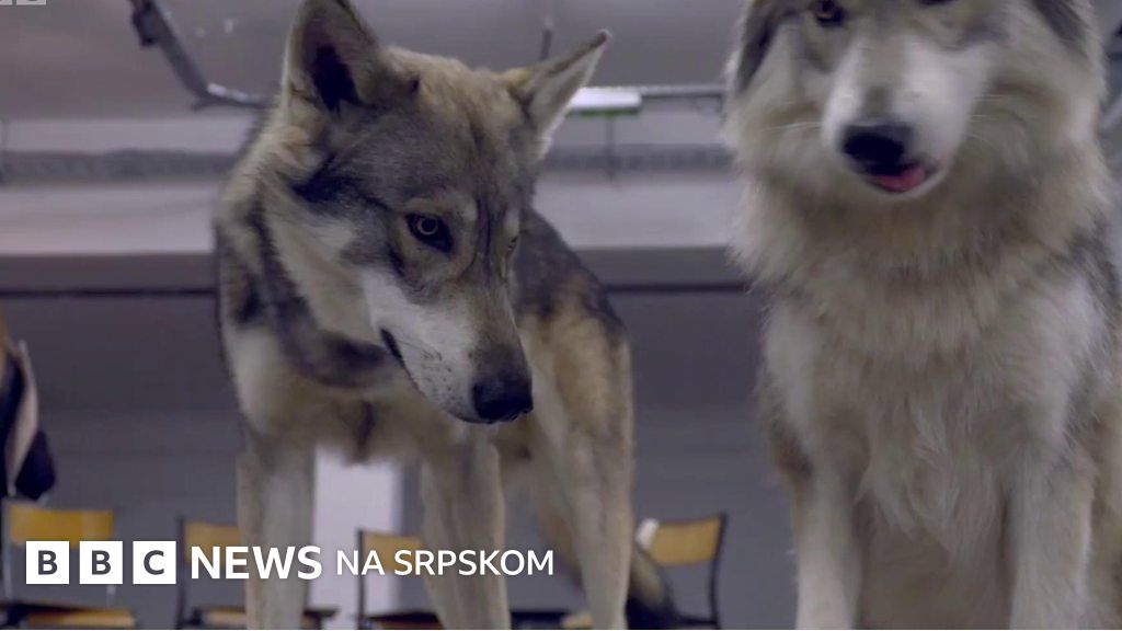 Ova slatka stvorenja pomažu umetnicima - BBC News na srpskom