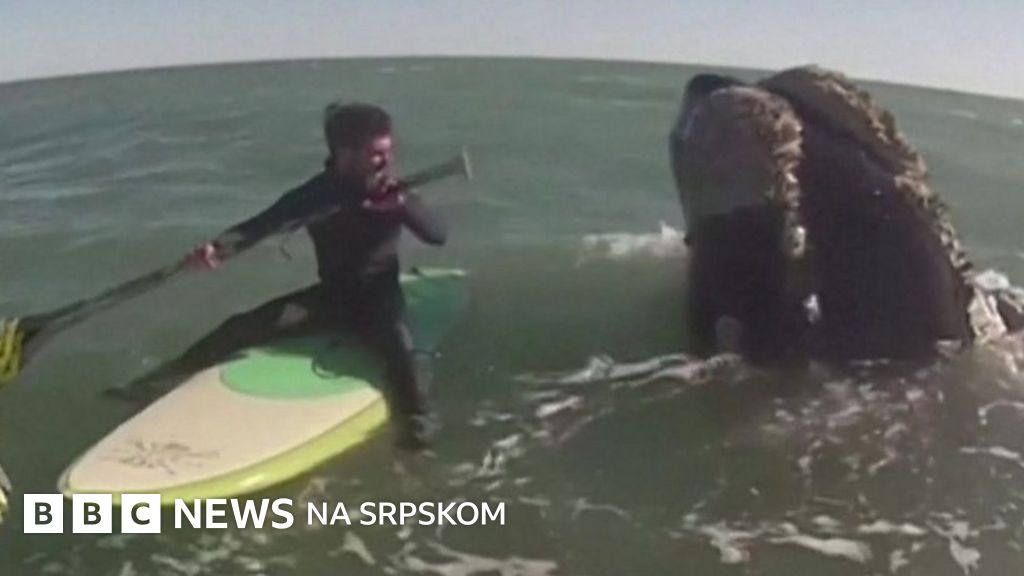 Životinje i Argentina: Kitovi iznenadili dvojicu veslača na dasci - BBC ...