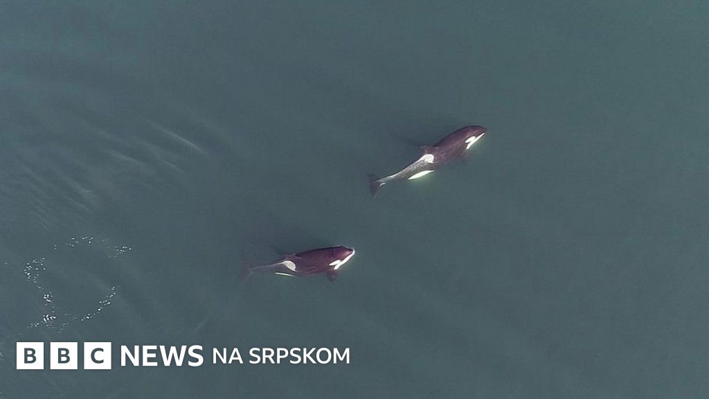 Kitovi ubice: Ko je društveniji - ženke ili mužjaci - BBC News na srpskom