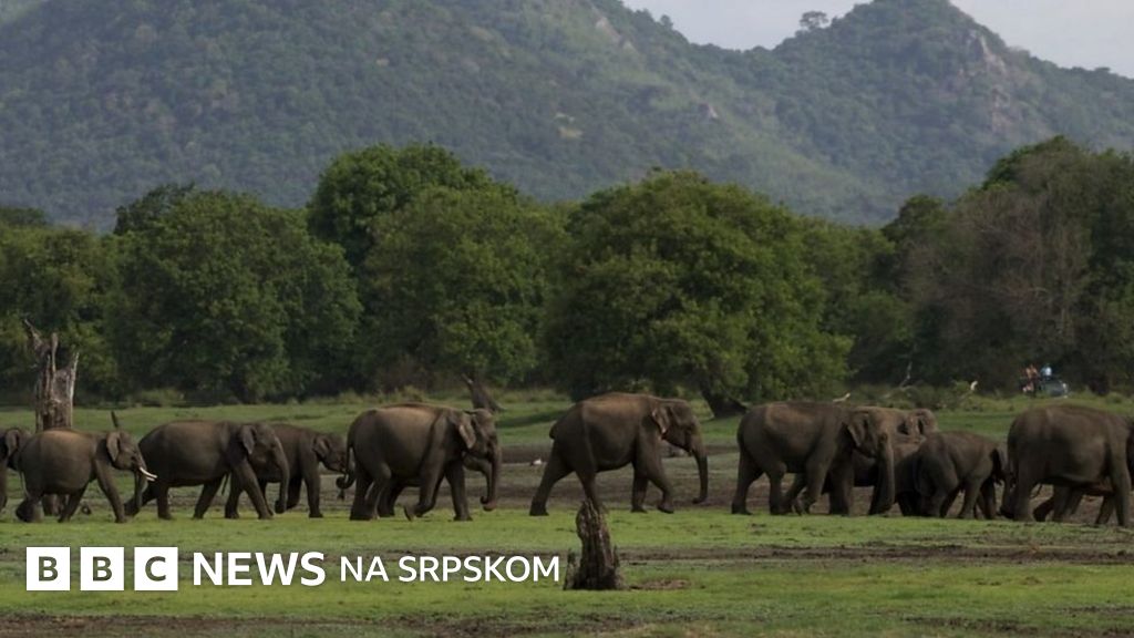 Životinje: Azijski slonovi ponovo na okupu u Šri Lanki - BBC News na srpskom