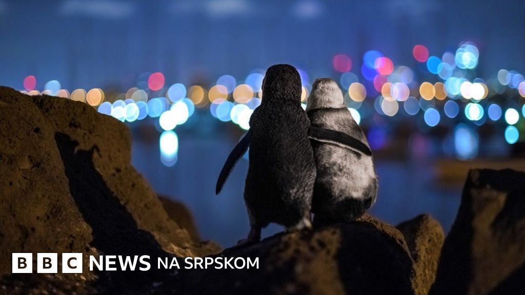 Životinje i fotografija: Zagrljeni pingvini koji se teše - najbolja ...