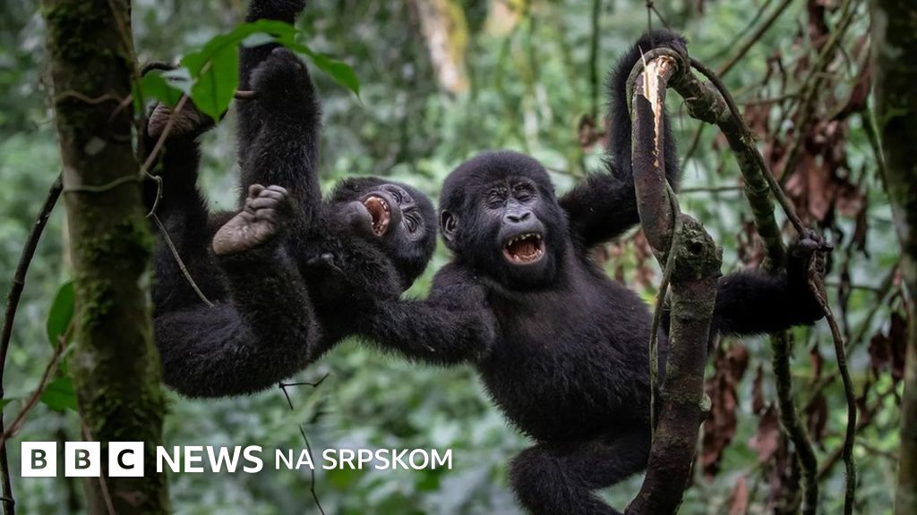 Životinje i nauka: Zašto su majmuni, psi, konji i pacovi razvili smisao ...