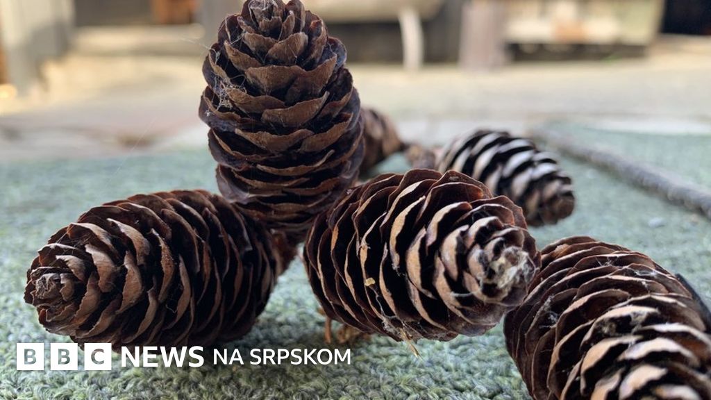 Šumarstvo u Srbiji: Ko bere šišarke, ima li ih dovoljno i zašto su ...