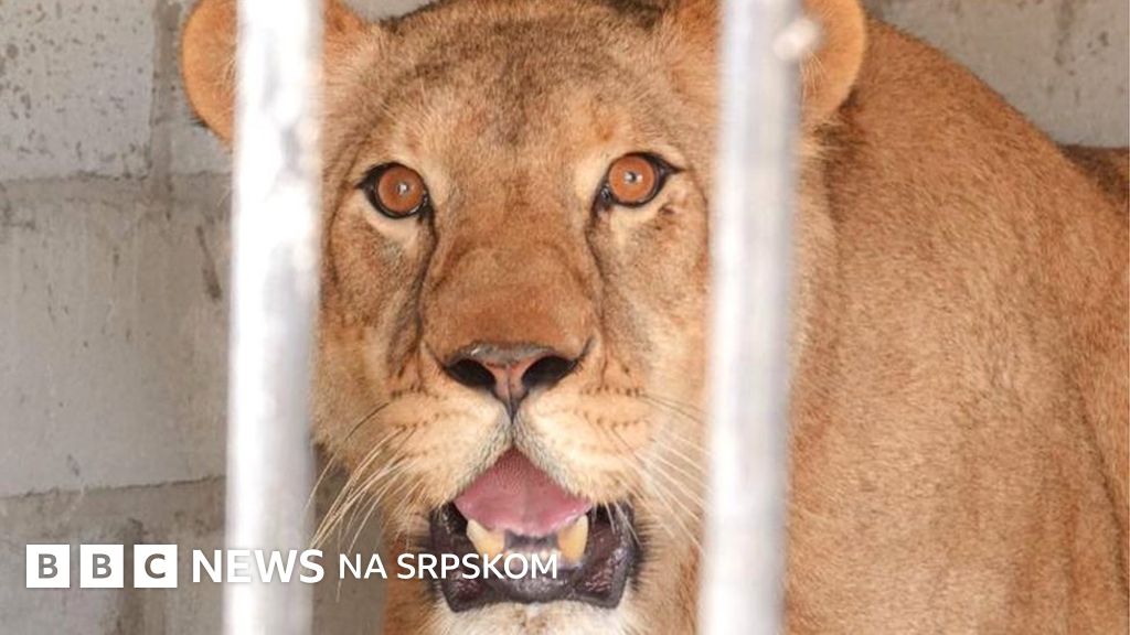 Rat u Ukrajini i životinje: Šta će biti sa napuštenim kućnim ljubimcima ...